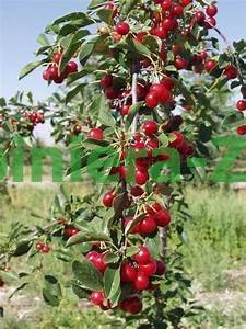 Visin columnar MAYNARD