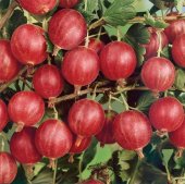 Pomi Fructiferi de Calitate - Pepiniera Zamfira